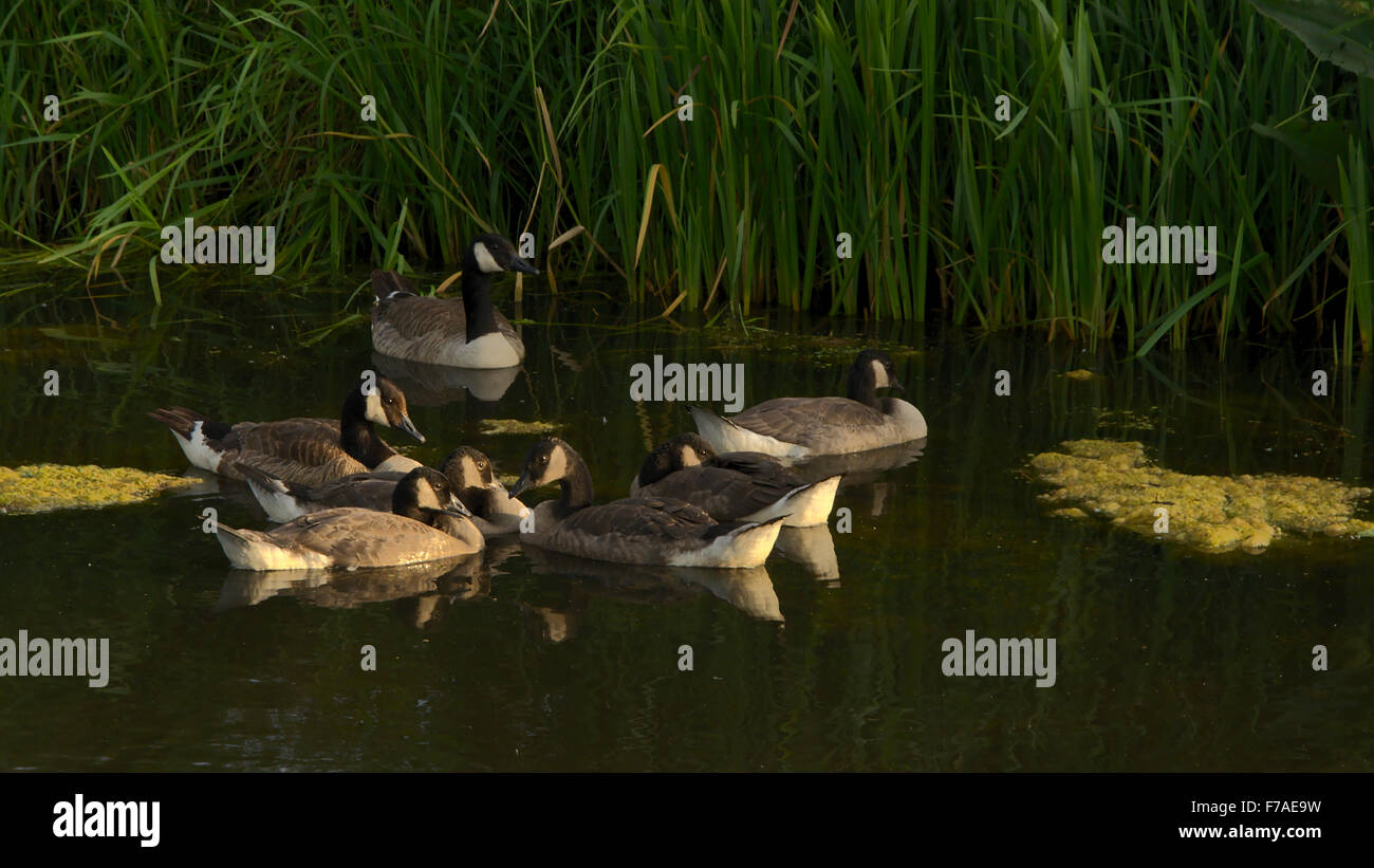 Almost grown hi-res stock photography and images - Alamy