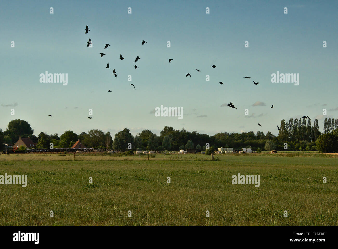 Flock of black crows flying over farmland Stock Photo - Alamy