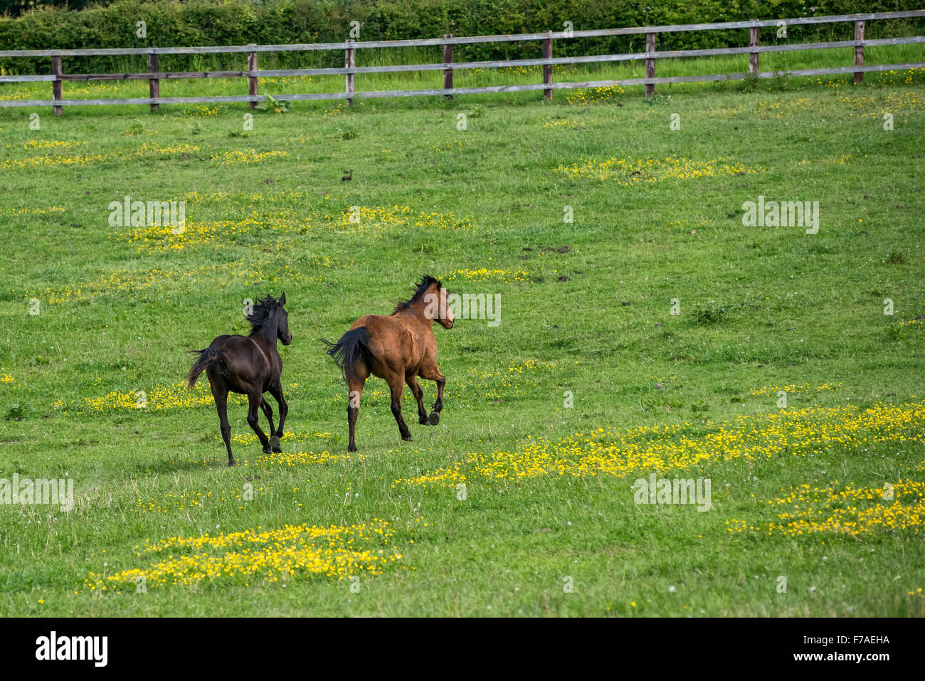 Thoroughbred breeding hi-res stock photography and images - Alamy