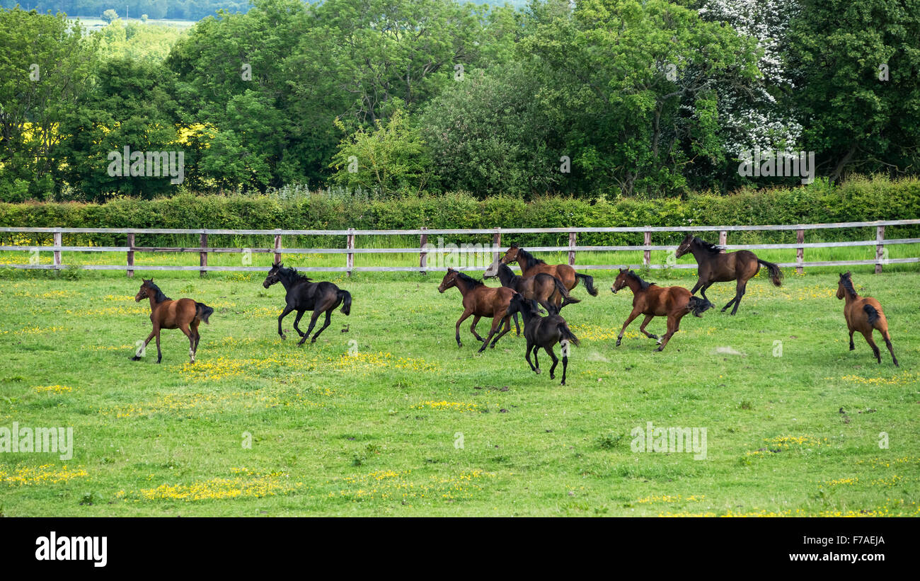 Herd of young thoroughbred in a field of grass Stock Photo - Alamy