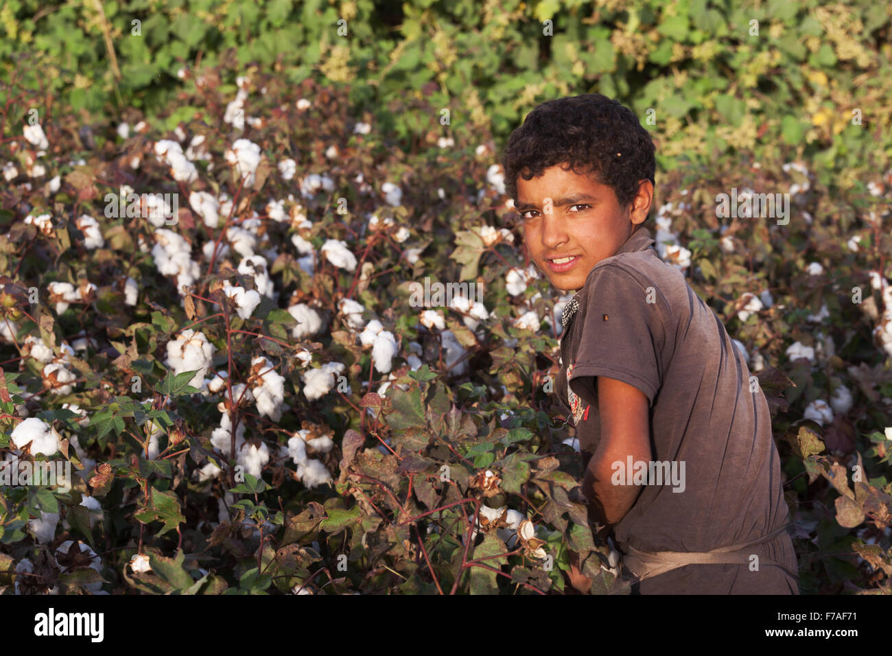 Child labor in agriculture hi-res stock photography and images - Alamy