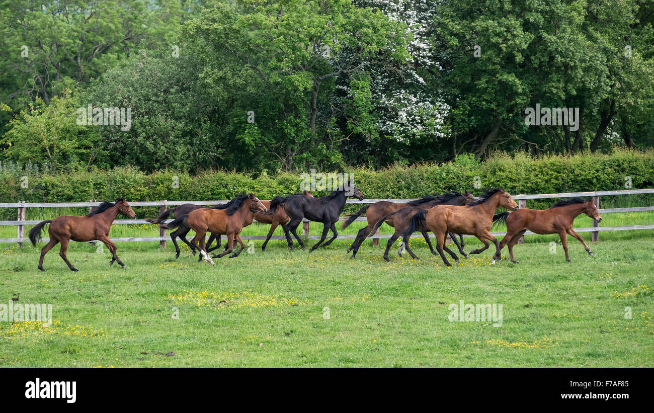 Herd of young thoroughbred in a field of grass Stock Photo - Alamy
