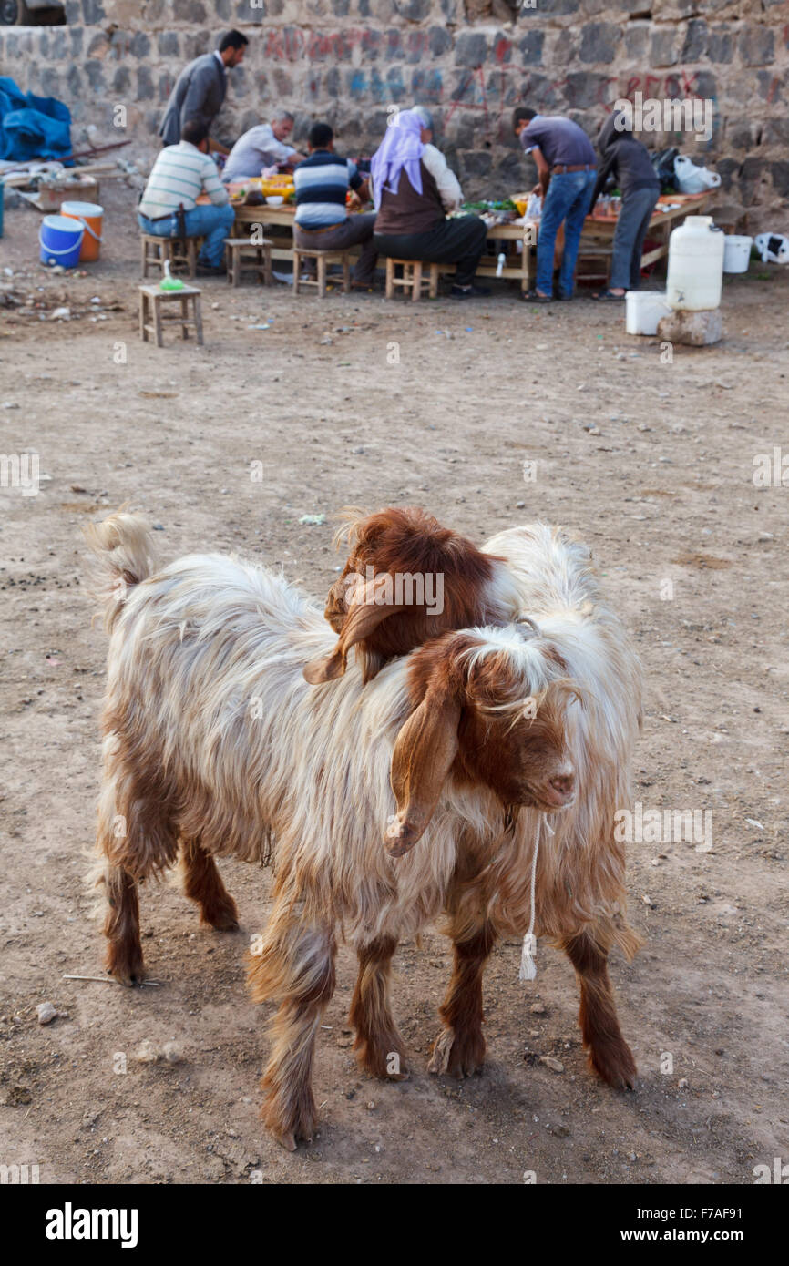 Syrian Cattle Cattle Stock Photos & Syrian Cattle Cattle Stock Images ...