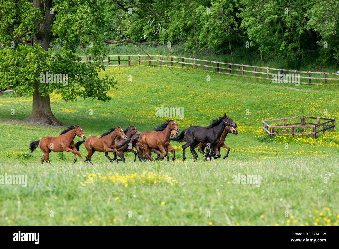 Herd of young thoroughbred in a field of grass Stock Photo - Alamy