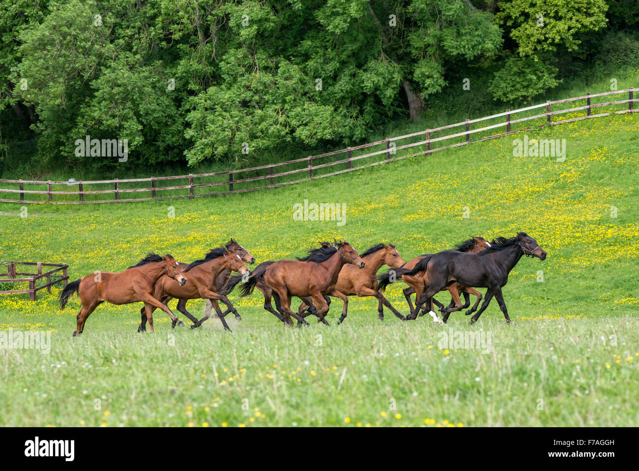 Herd of young thoroughbred in a field of grass Stock Photo - Alamy