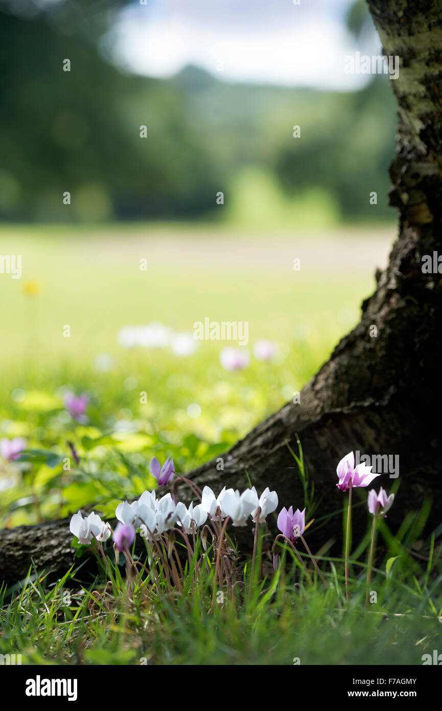 Cyclamen surround a tree UK Stock Photo - Alamy