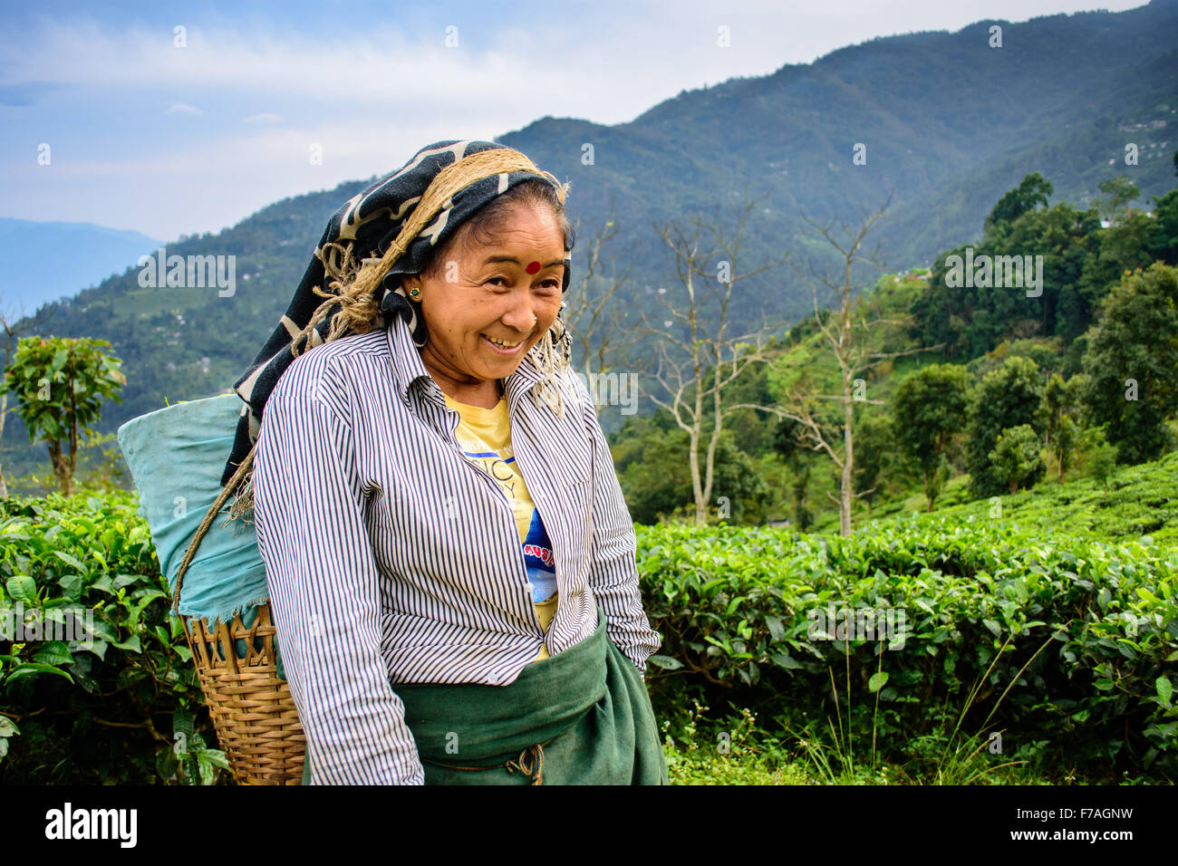Tea picking darjeeling india hi-res stock photography and images - Alamy