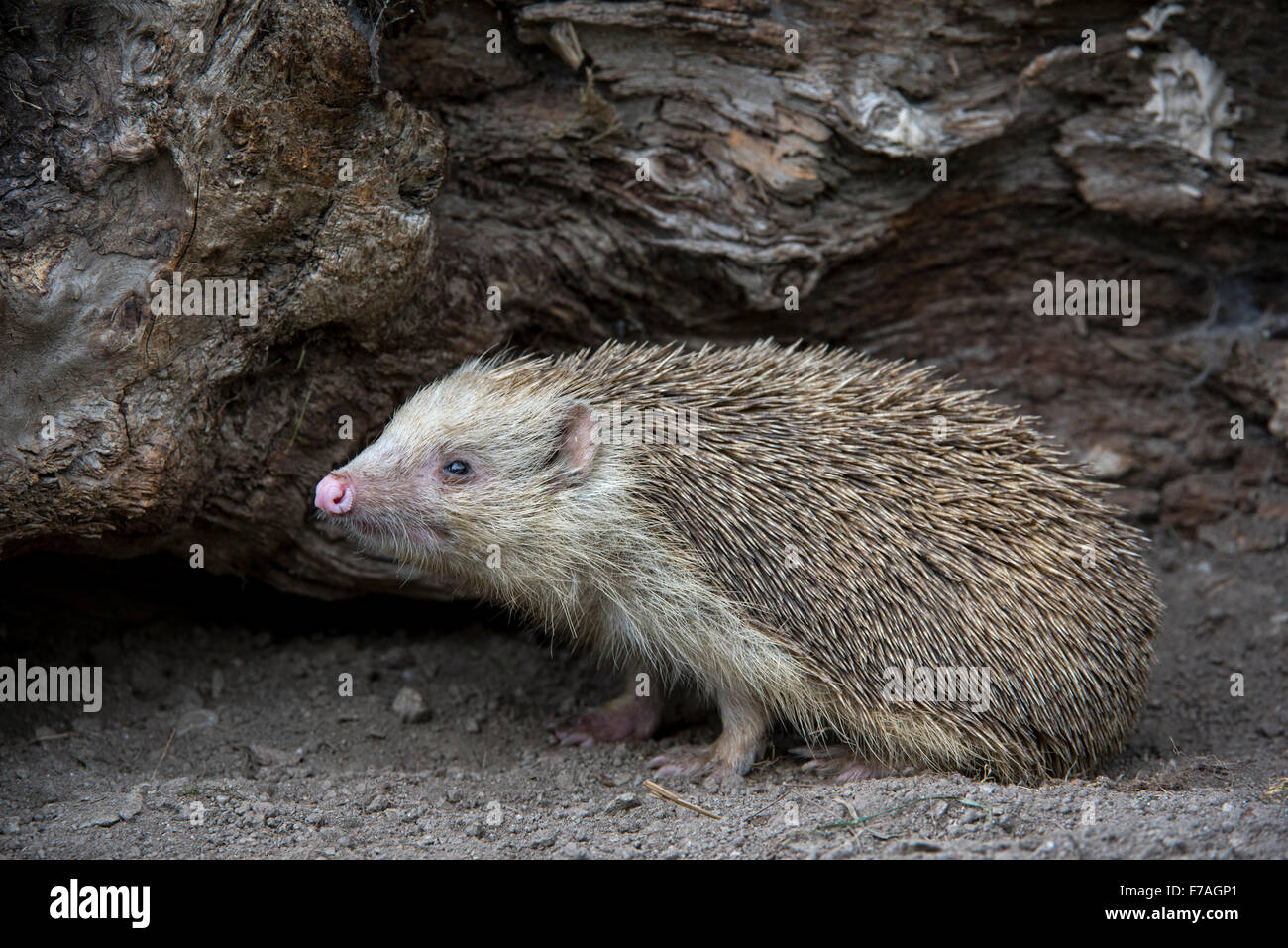 European hedgehog (Erinaceus europaeus) pale variety, Alps, Italy Stock ...