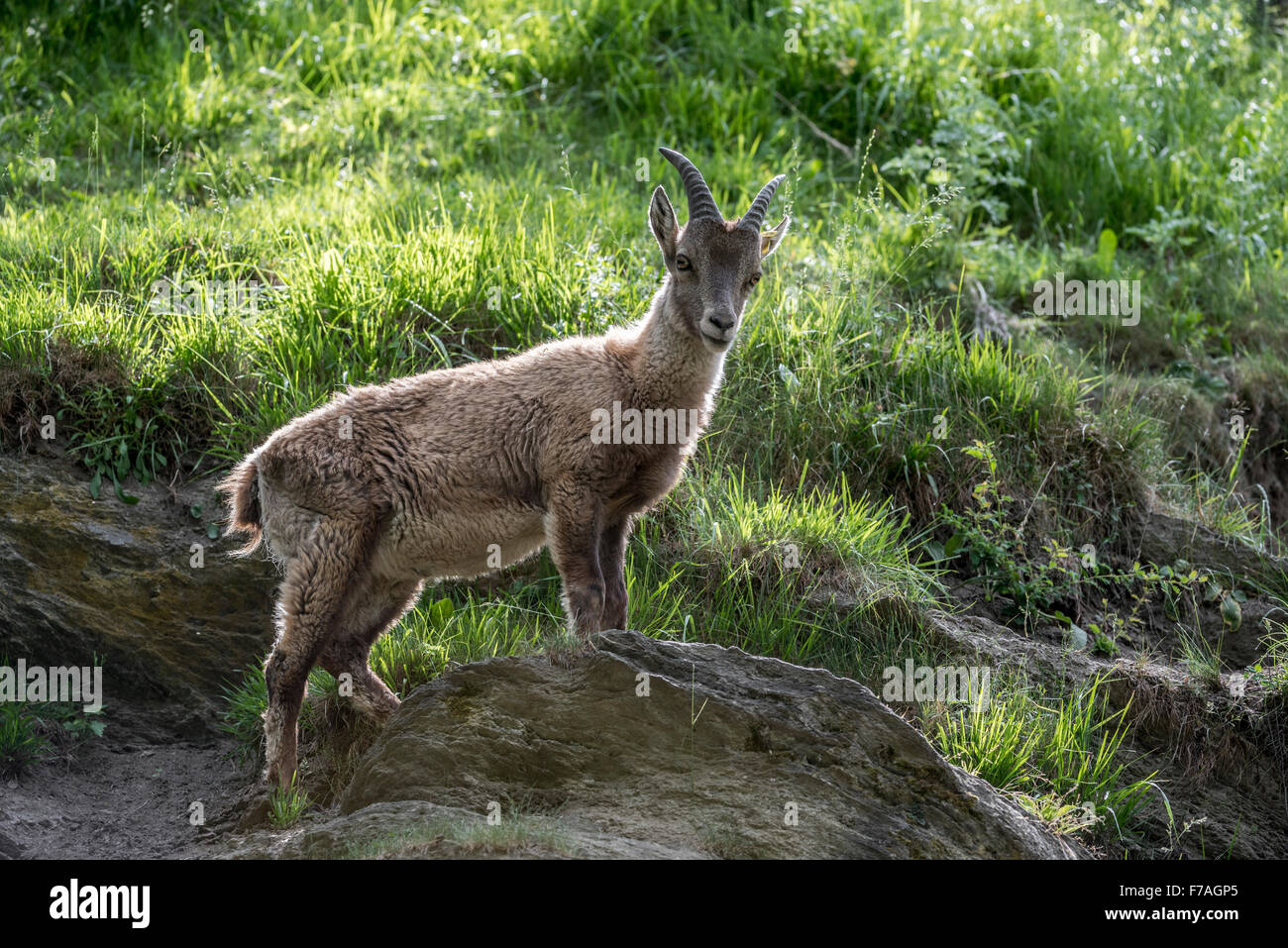 Juvenile Alpine ibex (Capra ibex) in the Alps Stock Photo - Alamy