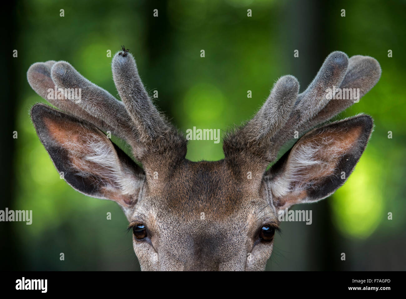 Young stag with velvet antlers hi-res stock photography and images - Alamy