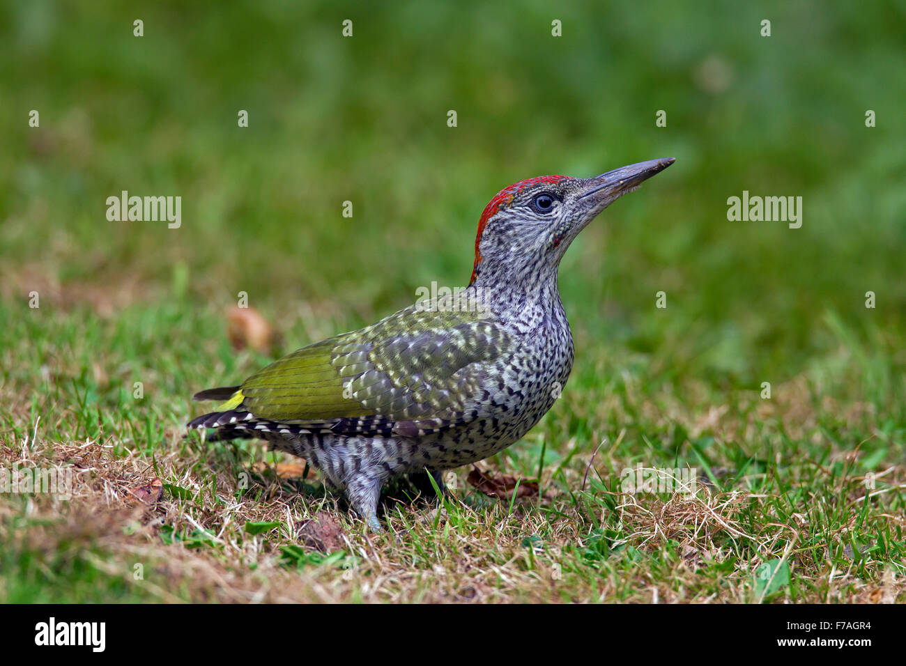 European green woodpecker (Picus viridis) juvenile foraging in meadow ...