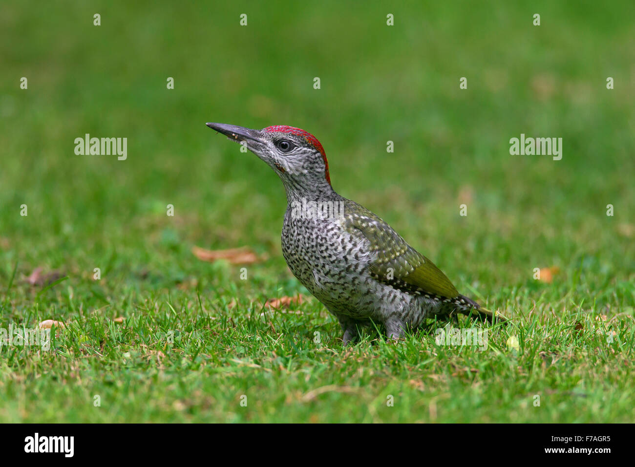 European green woodpecker (Picus viridis) juvenile foraging in garden ...