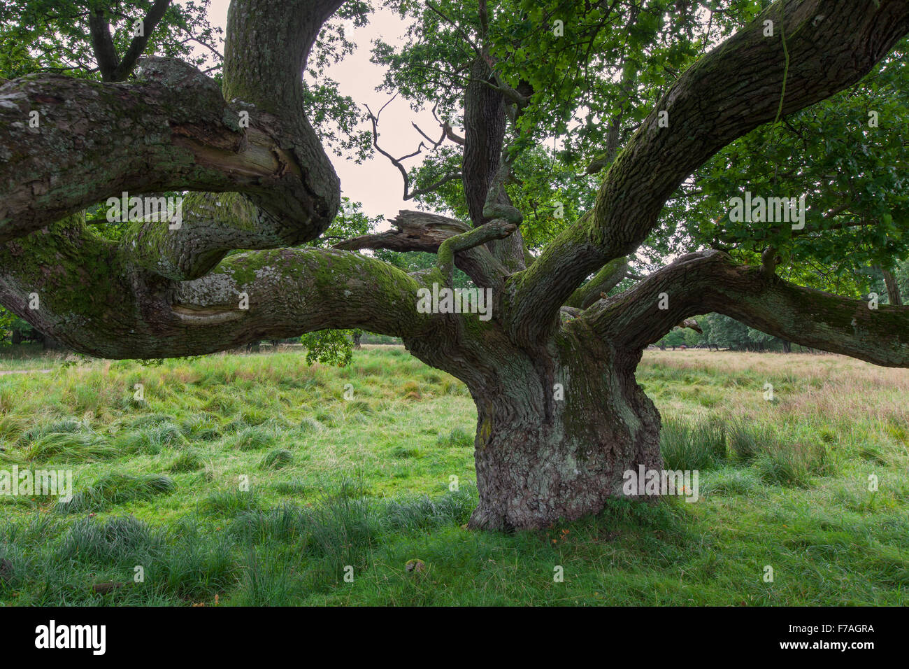 Solitary old English oak / pedunculate oak / French oak tree (Quercus ...