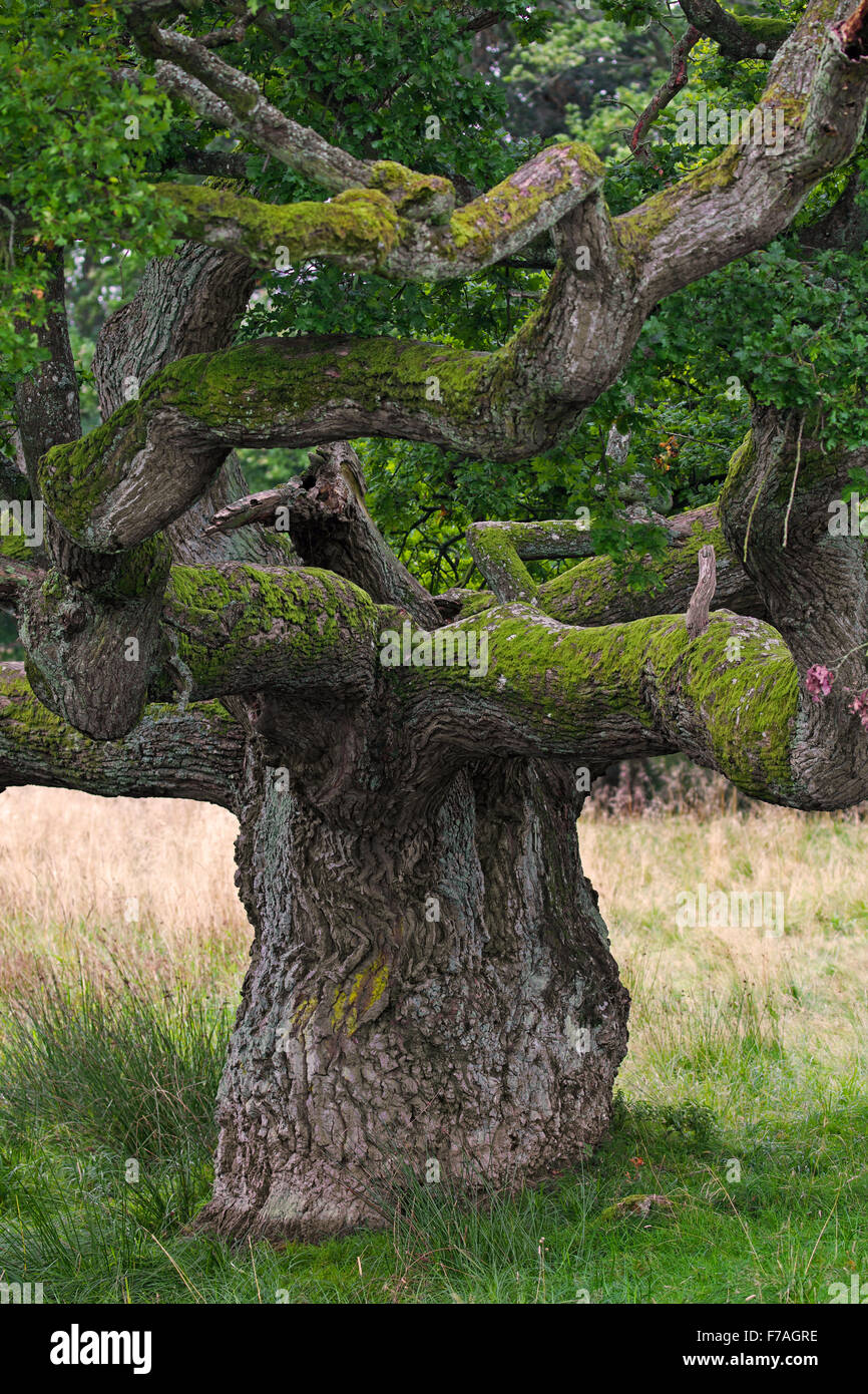 Solitary old English oak / pedunculate oak / French oak tree (Quercus ...