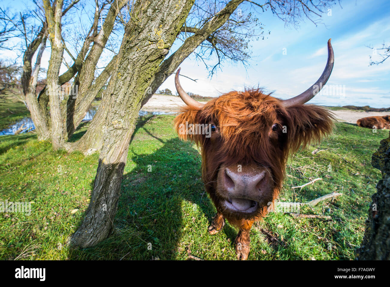 Scottish highlander hi-res stock photography and images - Alamy