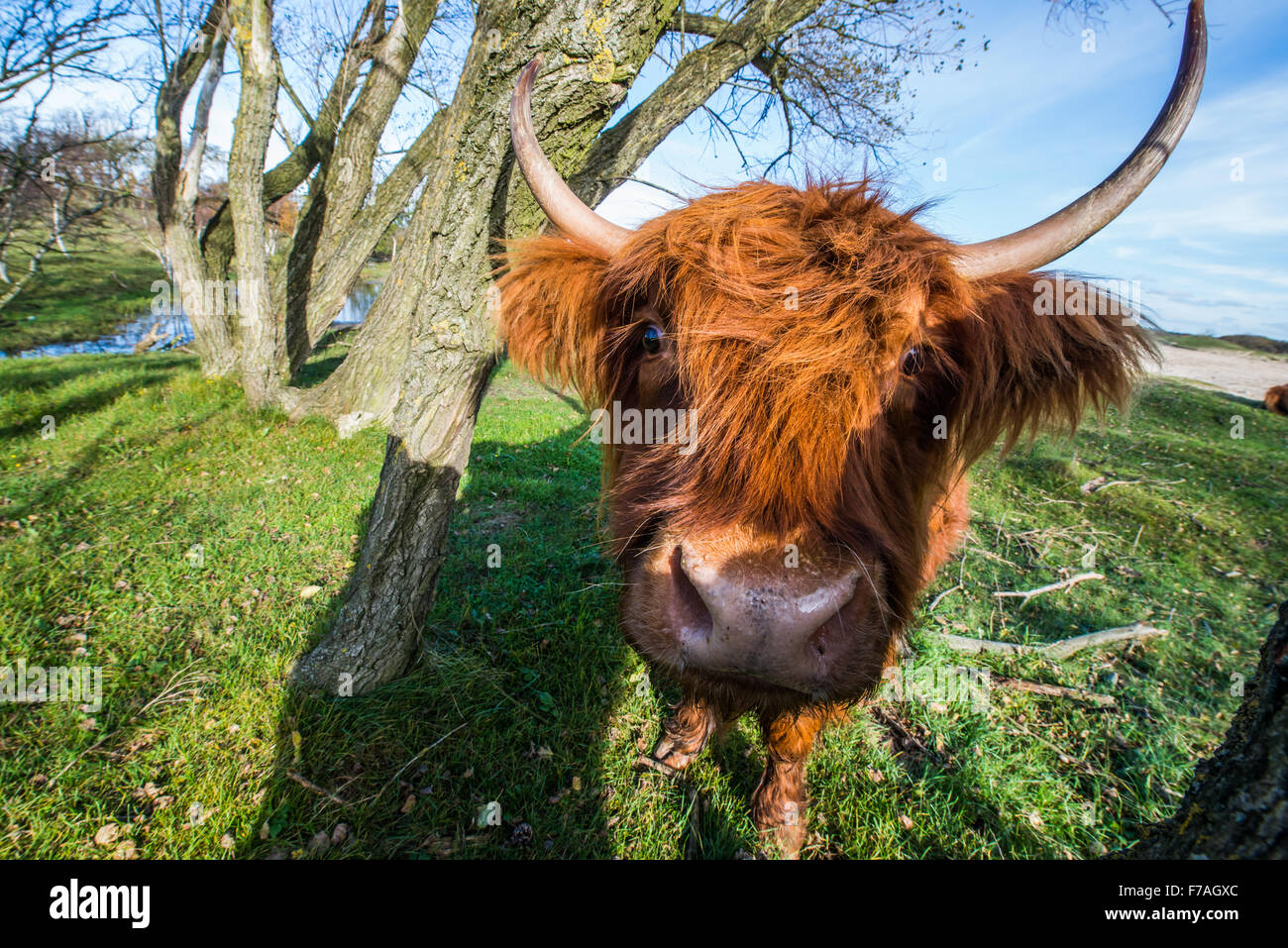 Scottish highlander hi-res stock photography and images - Alamy