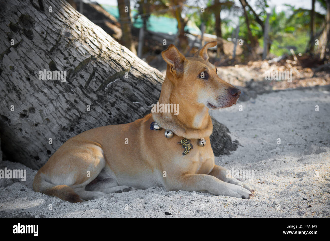 dog taking a rest under a palm tree Stock Photo - Alamy