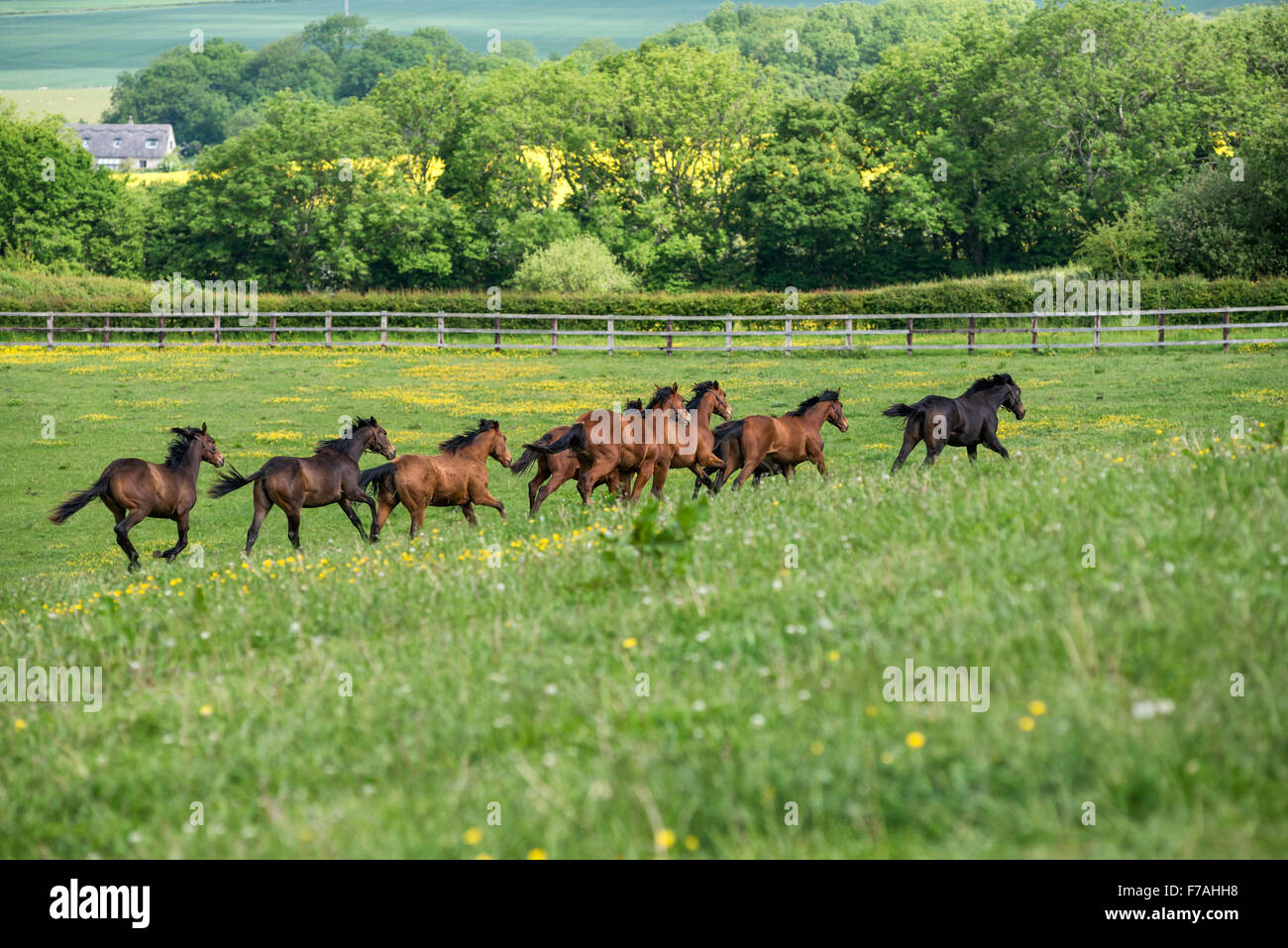 Herd of young thoroughbred in a field of grass Stock Photo - Alamy