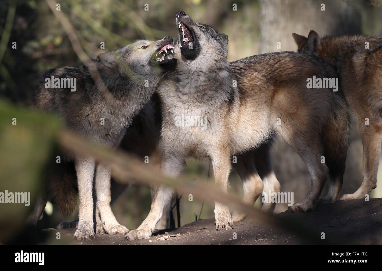 Muenster, Germany. 27th Nov, 2015. Male wolves playing in their ...