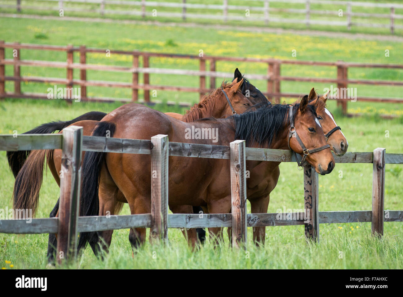 Young english thoroughbred english stallions at the fence Stock Photo ...