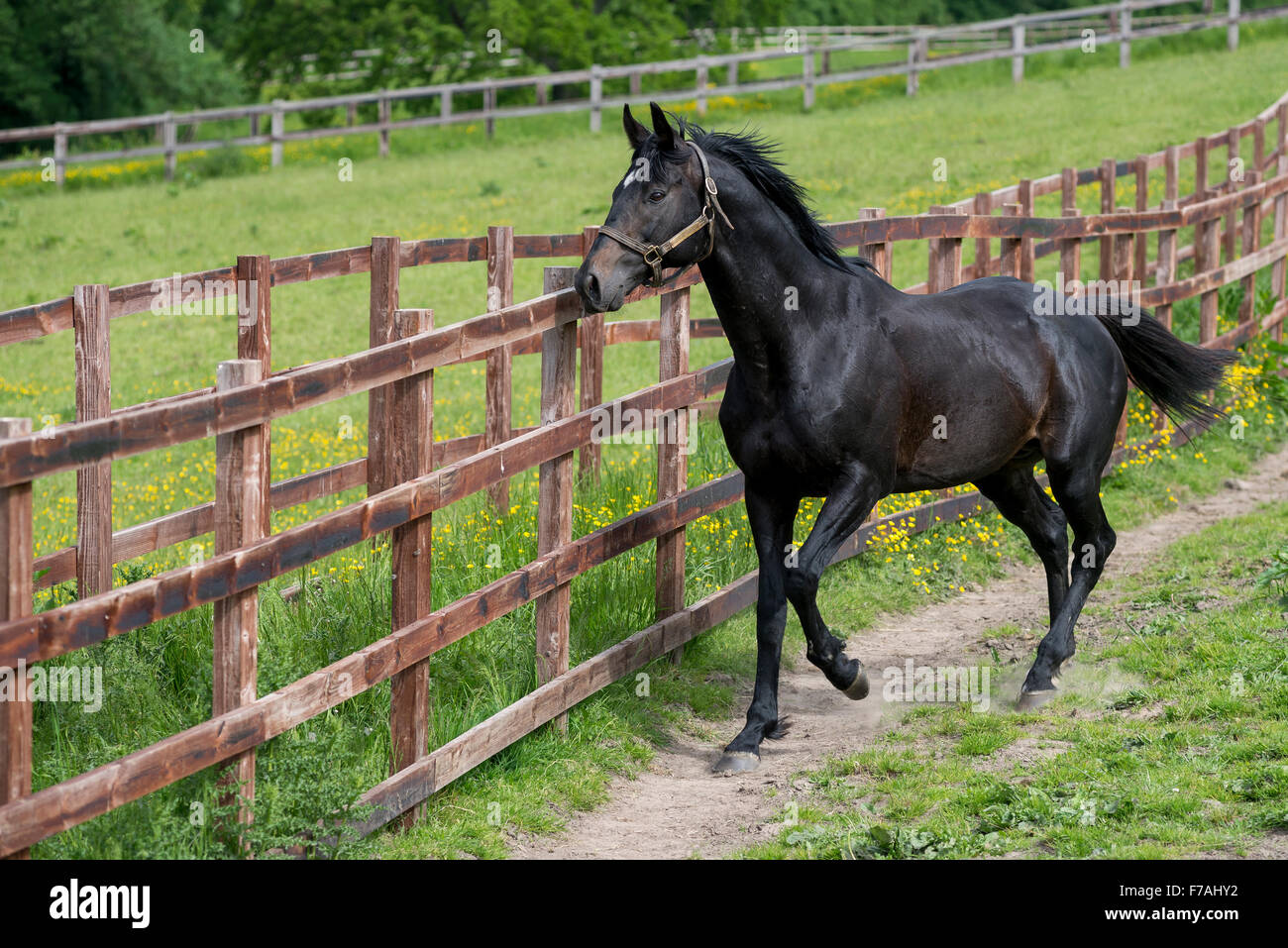 English thoroughbred stallion in paddock Stock Photo - Alamy