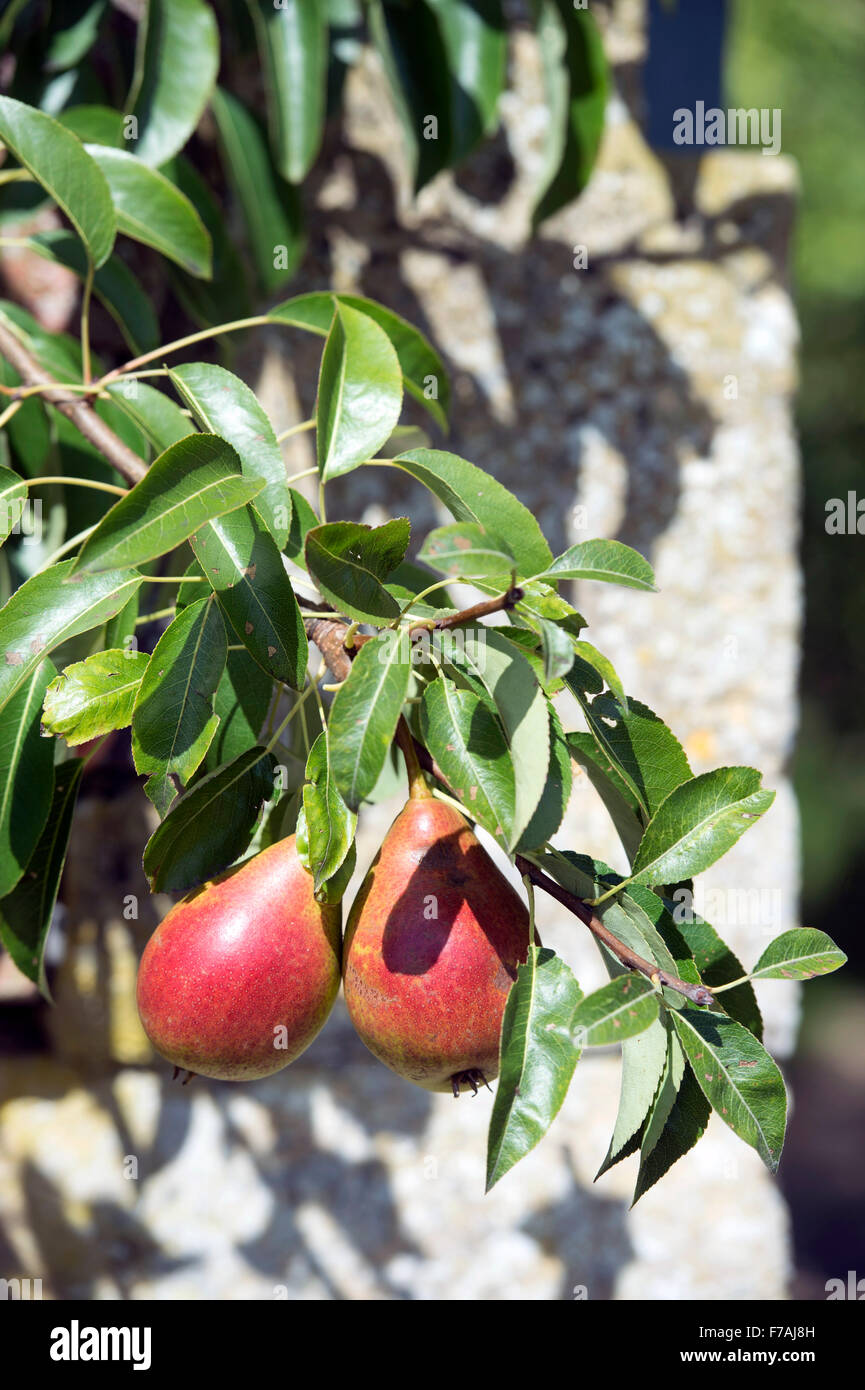 English pears hi-res stock photography and images - Alamy