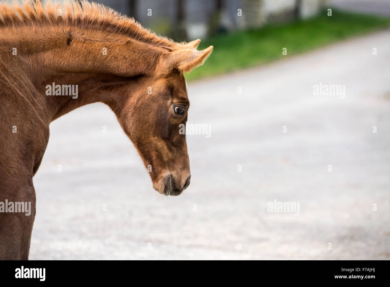 Foal head horse portrait hi-res stock photography and images - Alamy