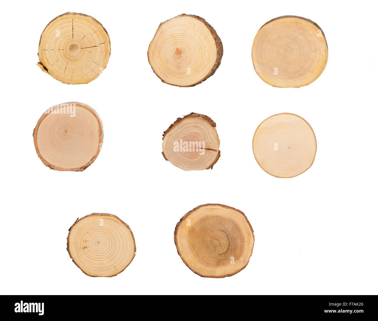 Tree cross section white oak hi-res stock photography and images - Alamy