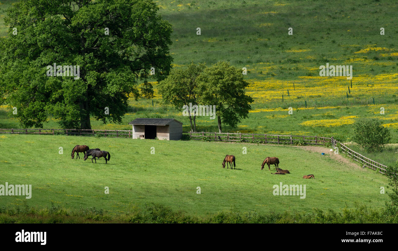 English thoroughbred grazing in paddock Stock Photo - Alamy