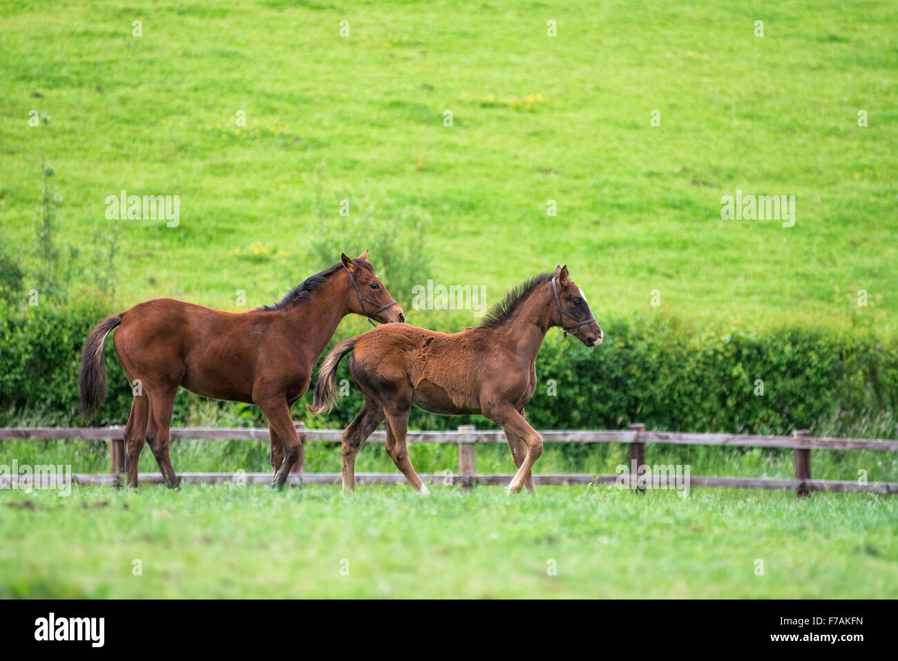 Two English thoroughbred foals playing in the fields Stock Photo - Alamy