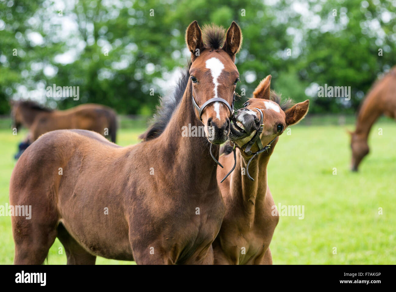 Two English thoroughbred foals playing in the fields Stock Photo - Alamy