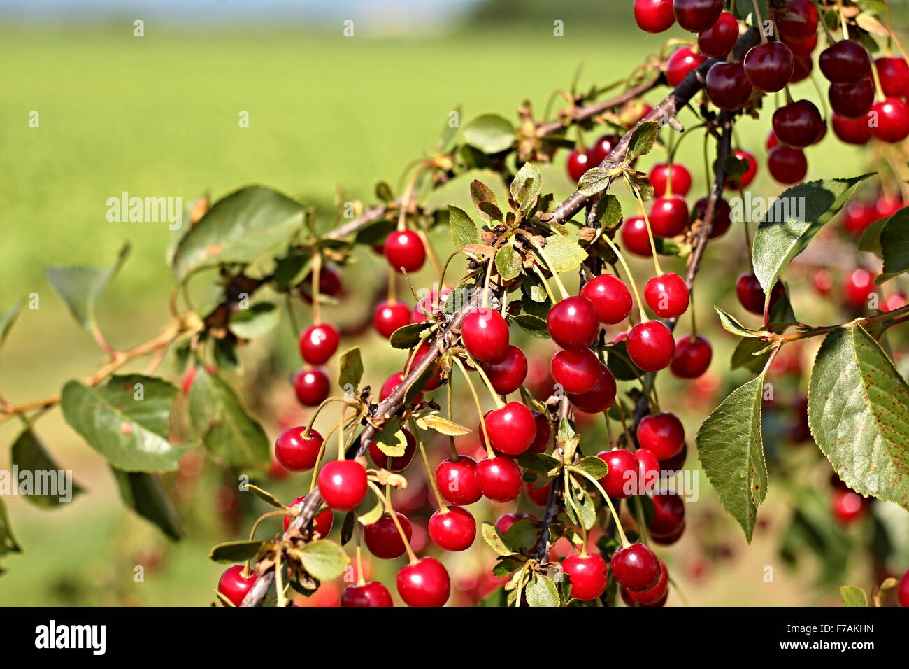 Cherry tree fruit hi-res stock photography and images - Alamy