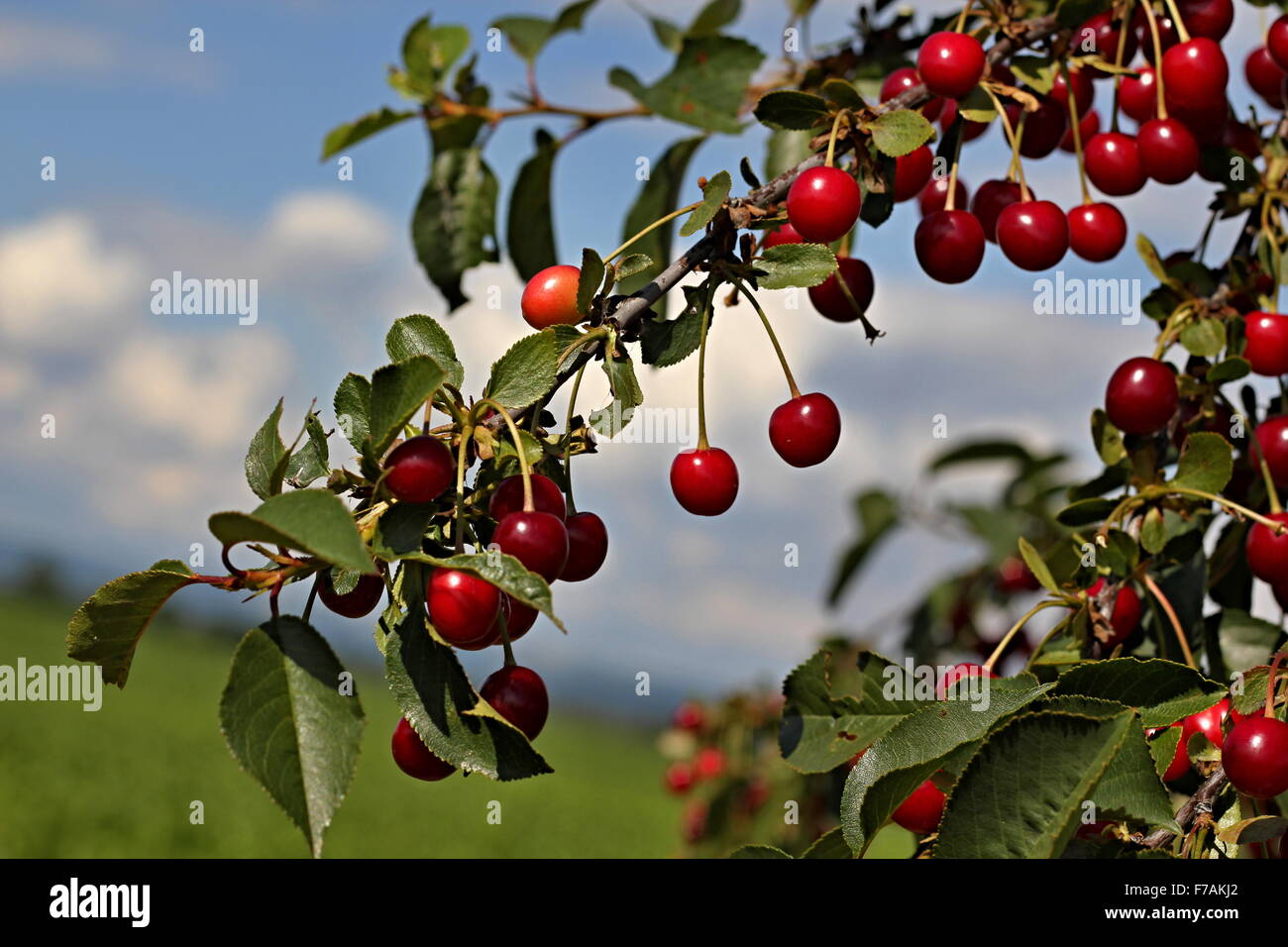 Cherry fruit tree red sweet hi-res stock photography and images - Alamy