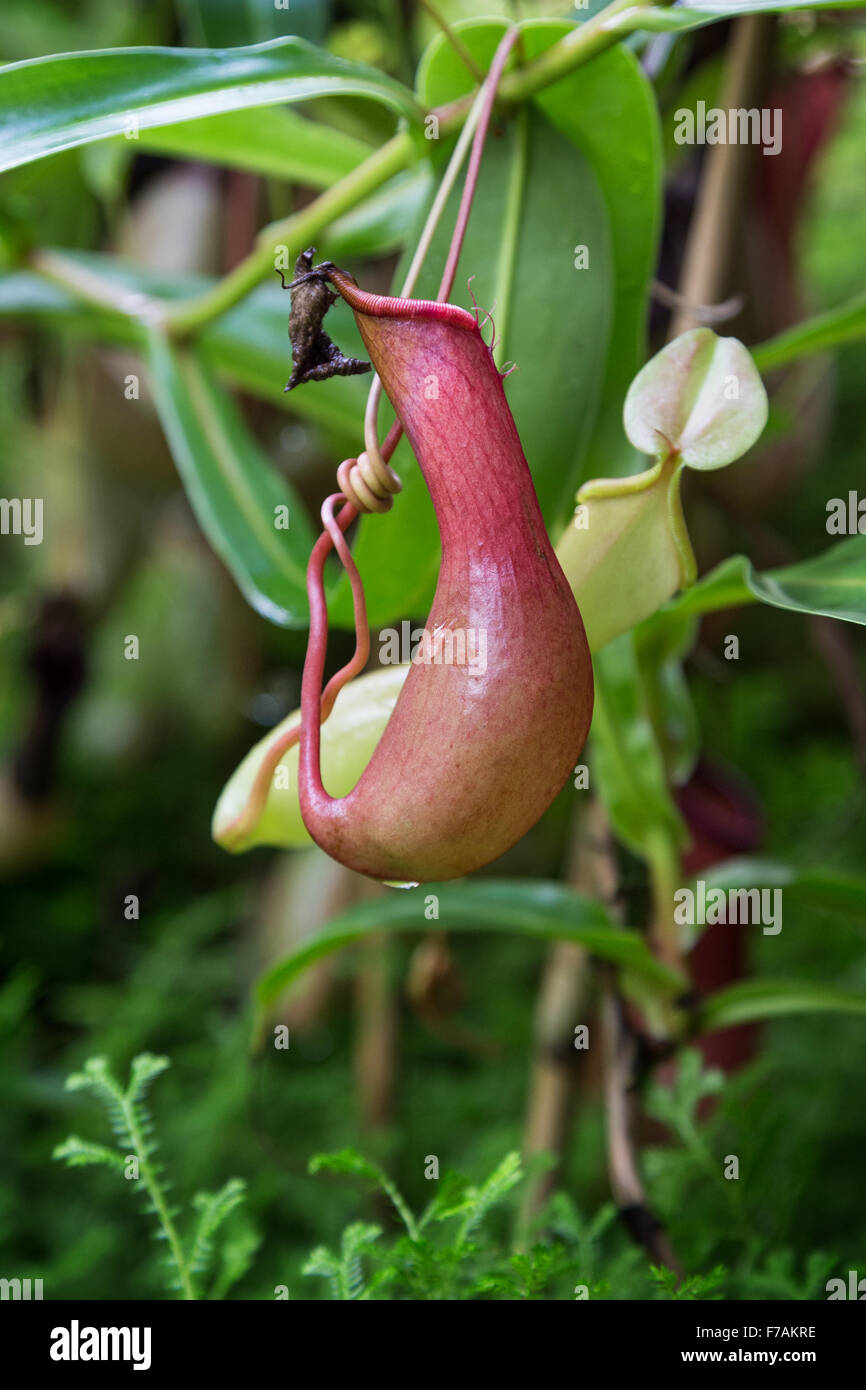 Close-up of a carnivorous Pitcher plant (Nepenthes miranda Stock Photo ...