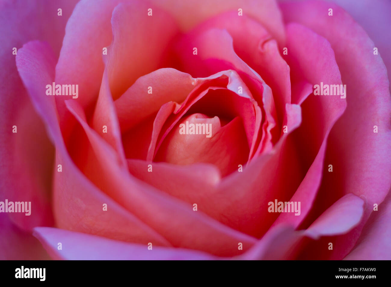 Lovely rose hi-res stock photography and images - Alamy