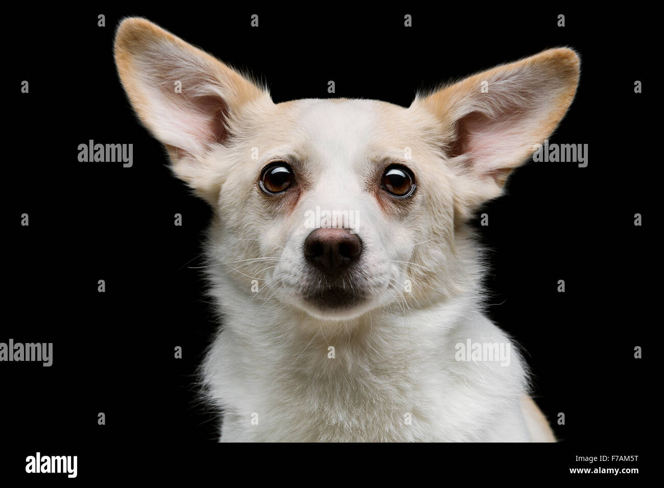 Metis dog over black background Stock Photo - Alamy