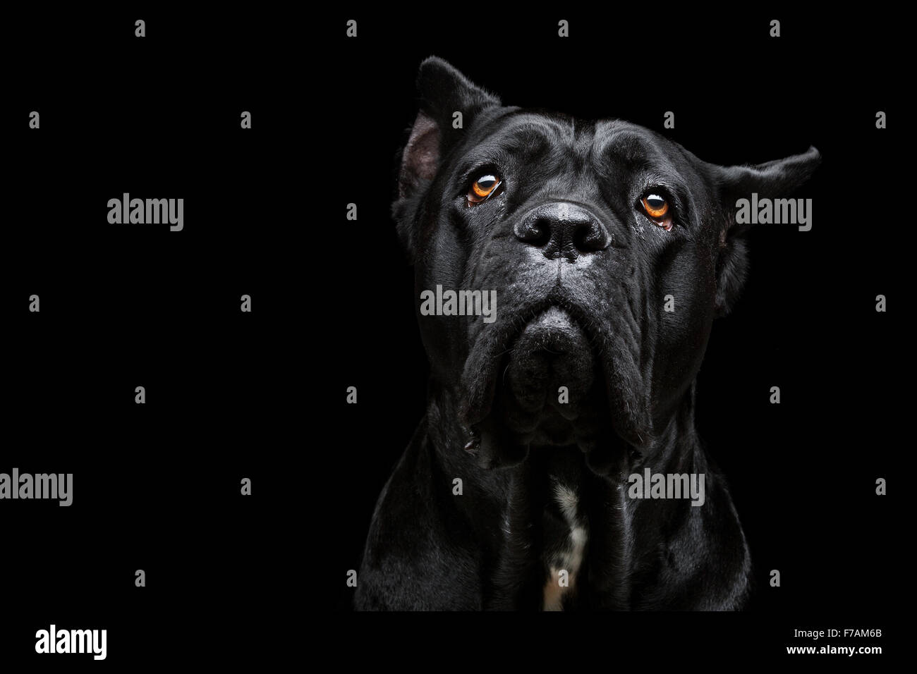 Cane corso dog Stock Photo - Alamy