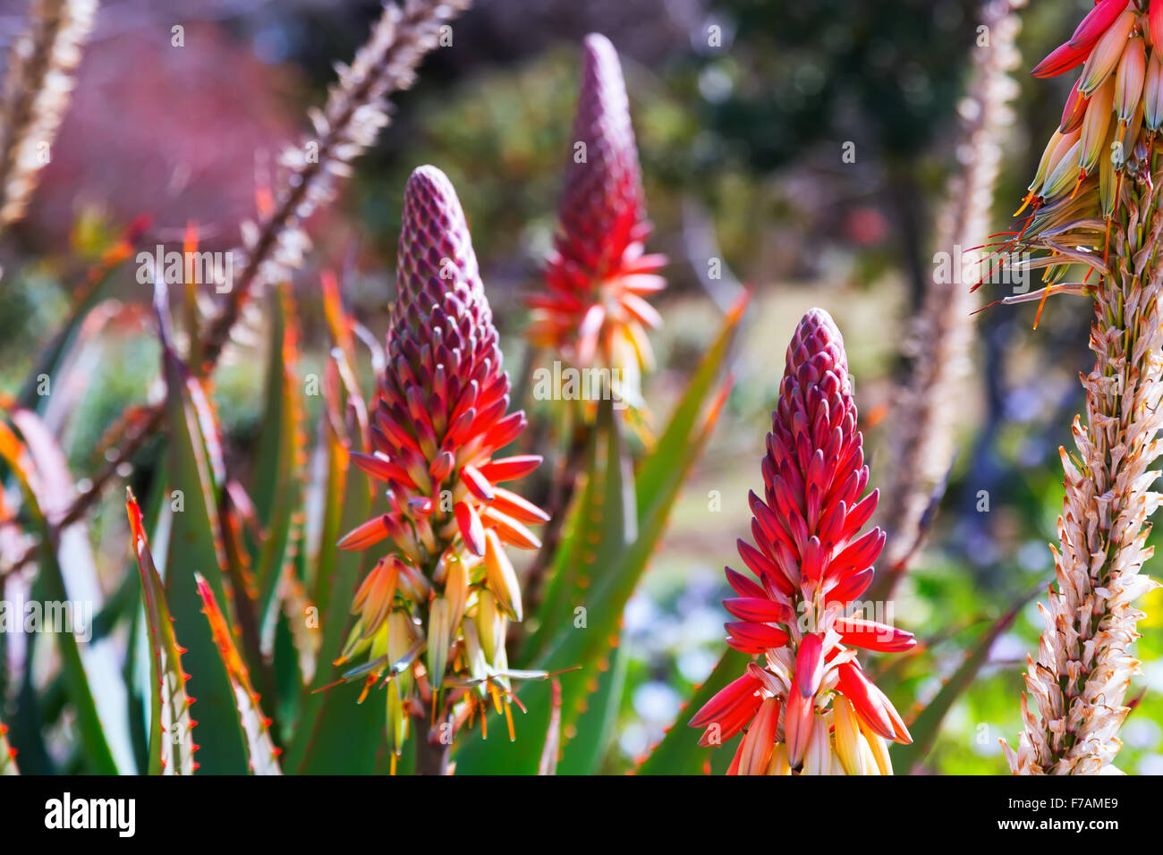 Closeup of Aloe caesia plant with flowers in spring Stock Photo - Alamy