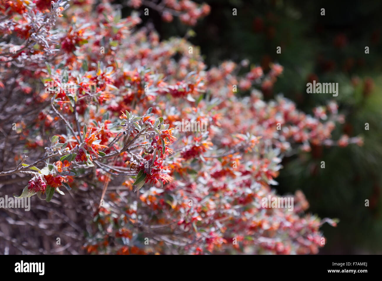 Teucri hi-res stock photography and images - Alamy