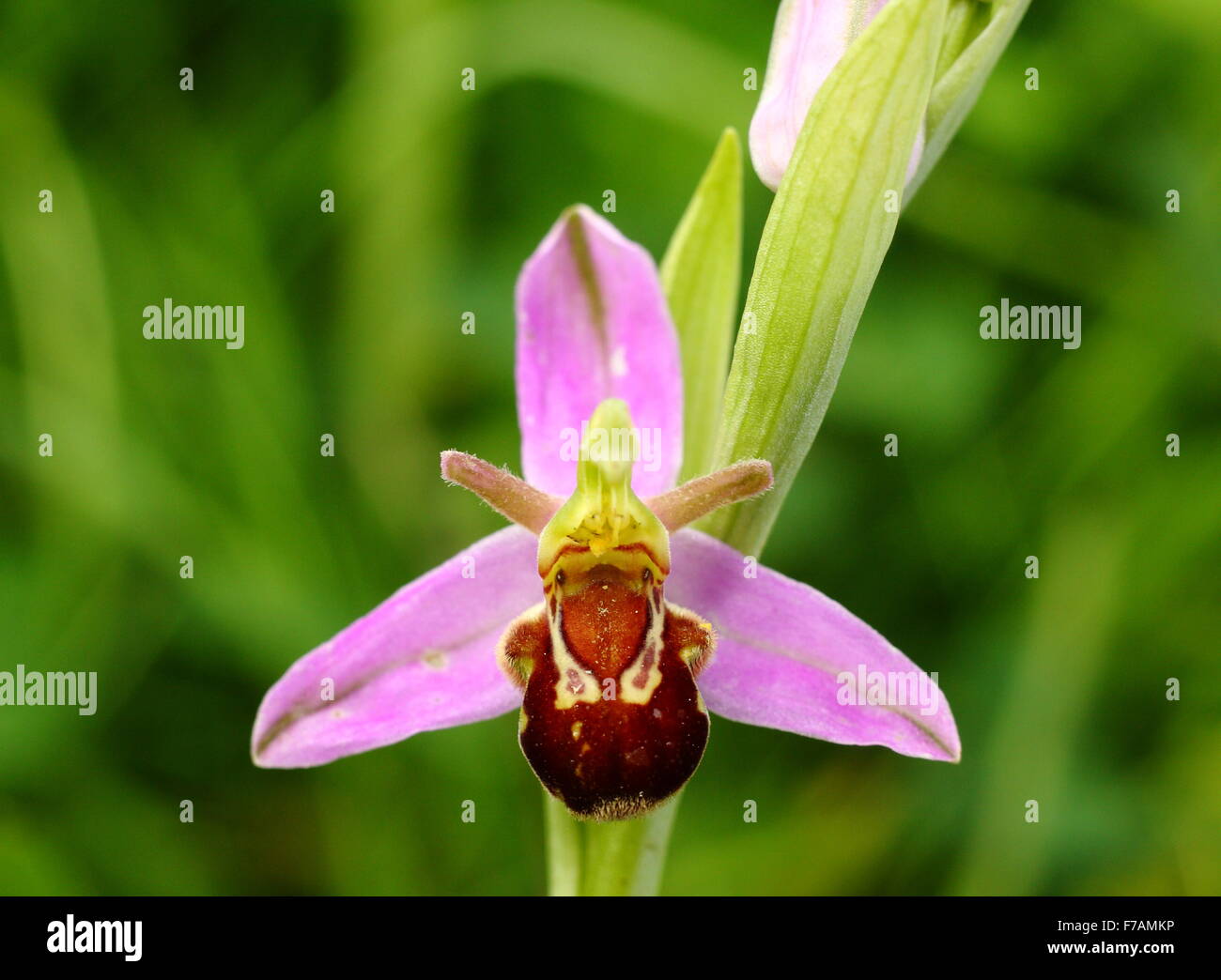 Orchid bee hi-res stock photography and images - Alamy