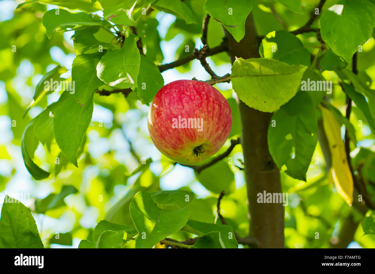 Apple tree with fruits Stock Photo - Alamy