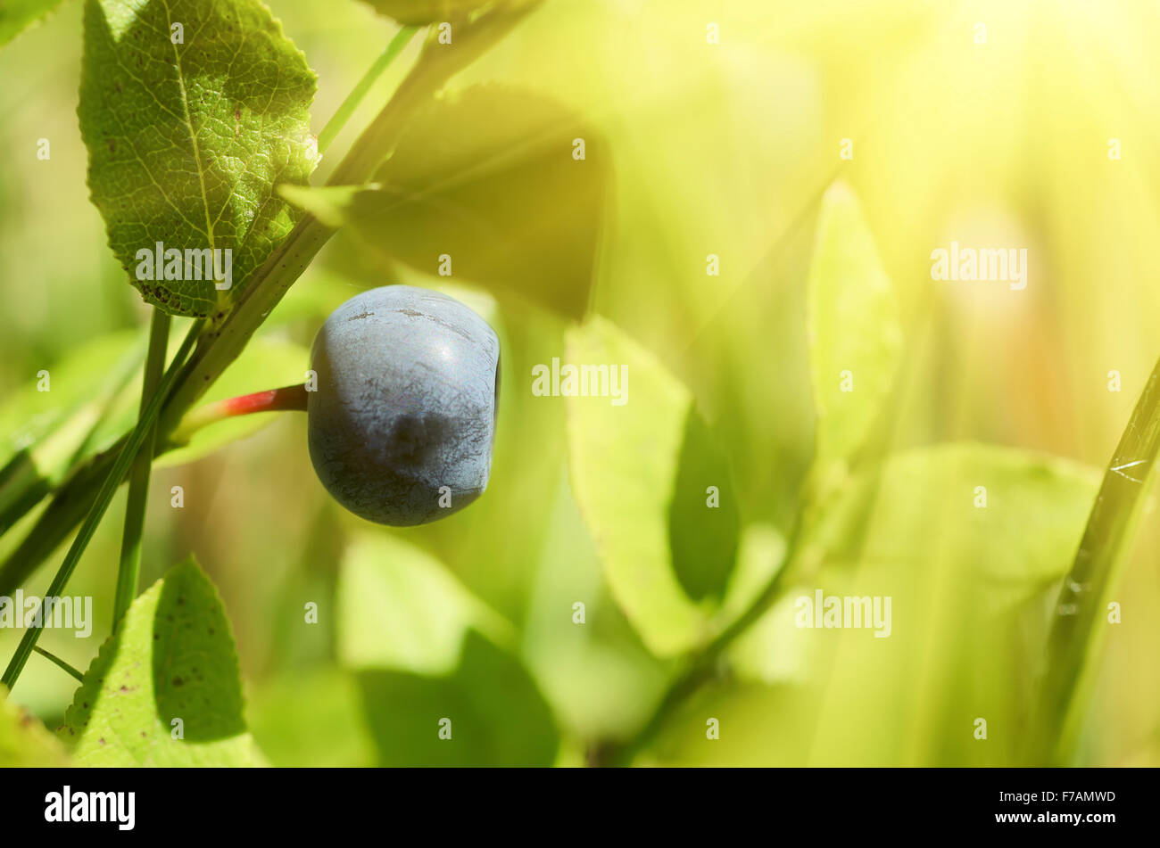 Ripe blueberries in nature Stock Photo - Alamy