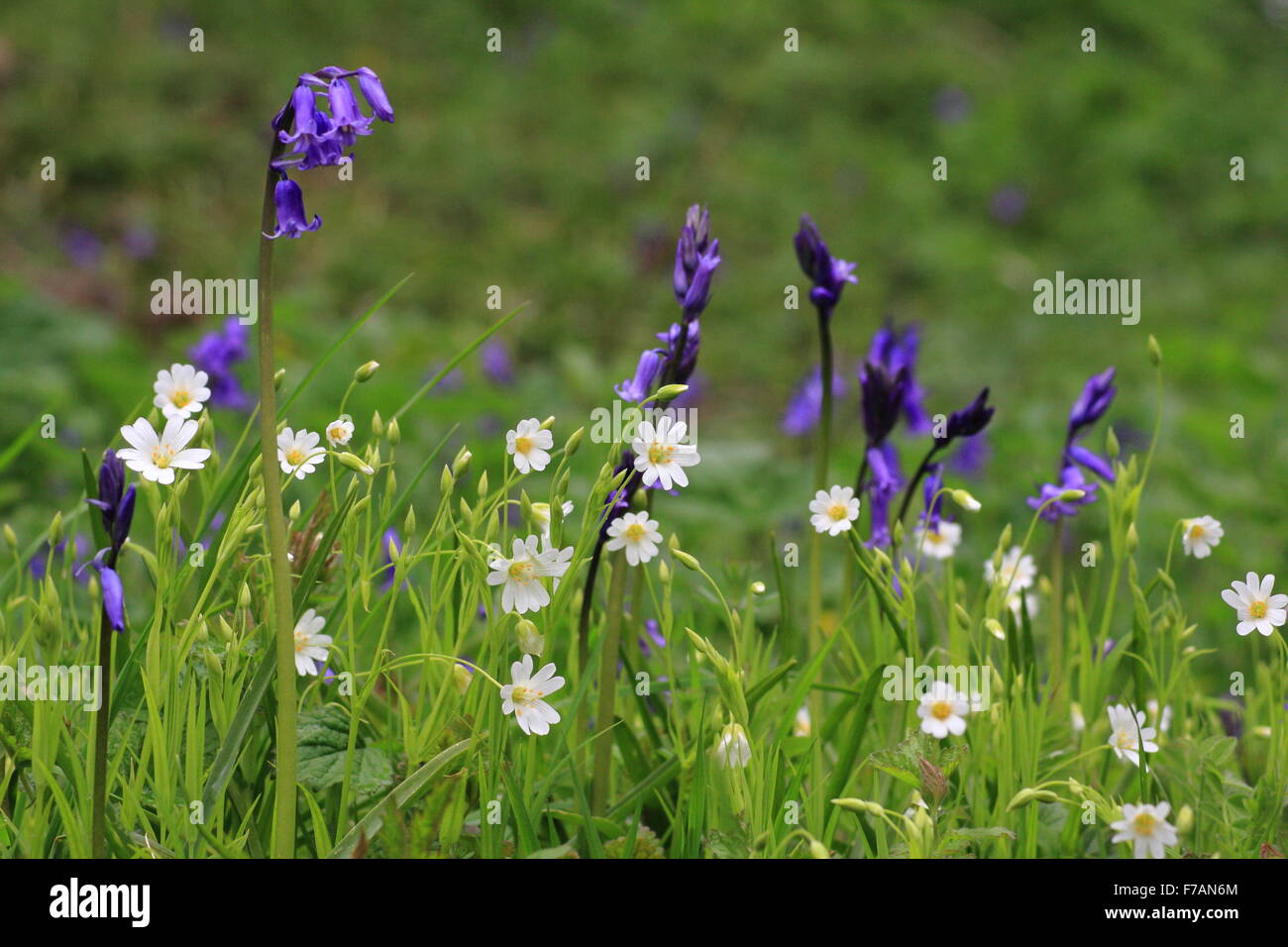 English wildflower meadow spring hi-res stock photography and images ...