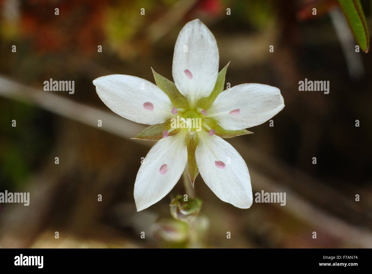 Spring sandwort hi-res stock photography and images - Alamy