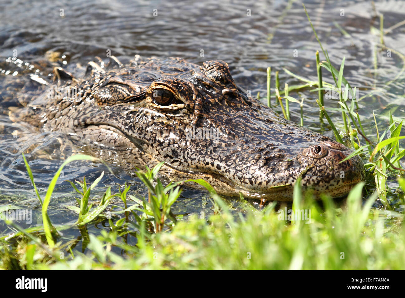 Headshot of an Alligator coming into shore Stock Photo - Alamy