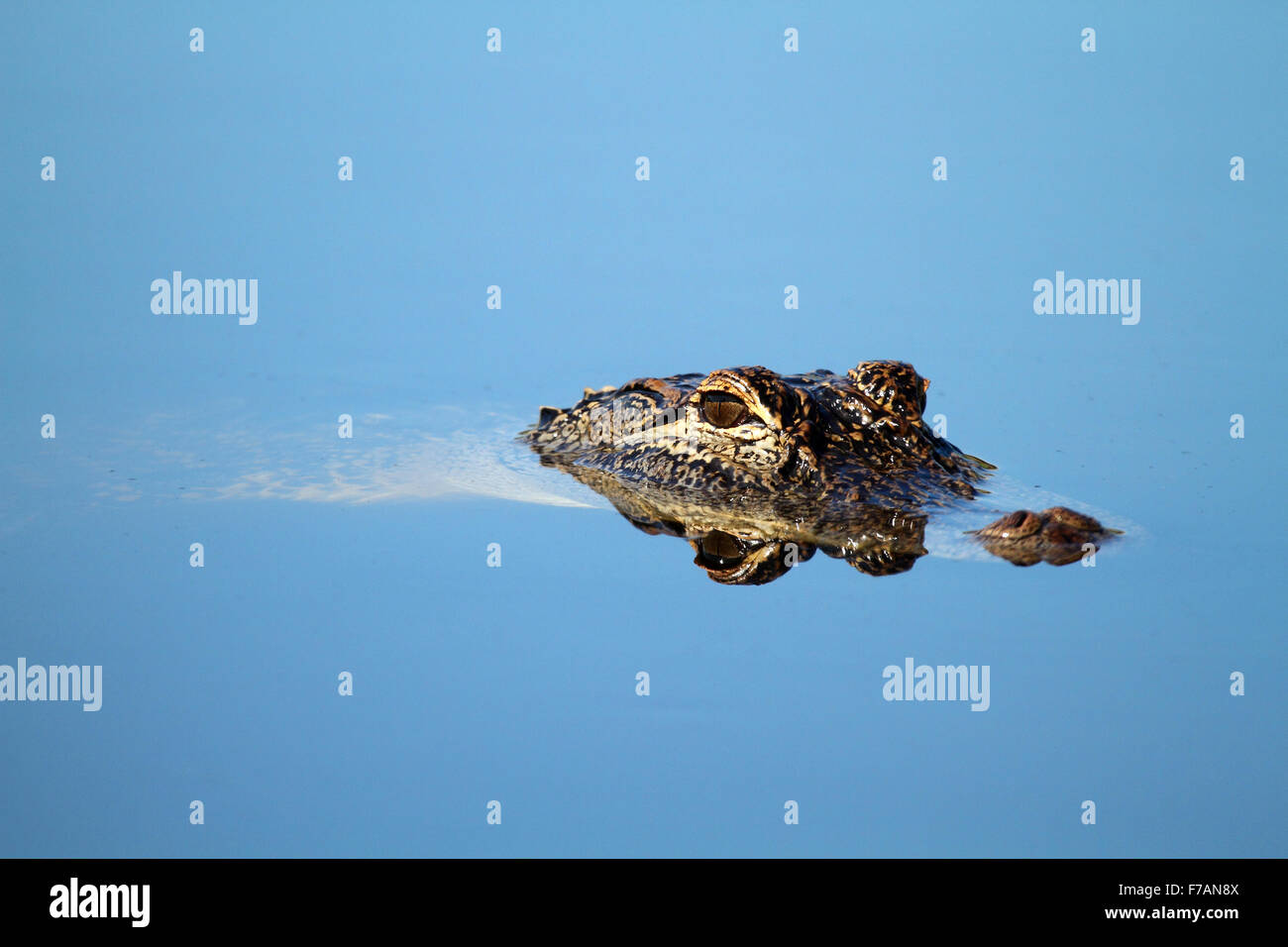 Young Alligator relaxing in perfectly calm waters Stock Photo - Alamy