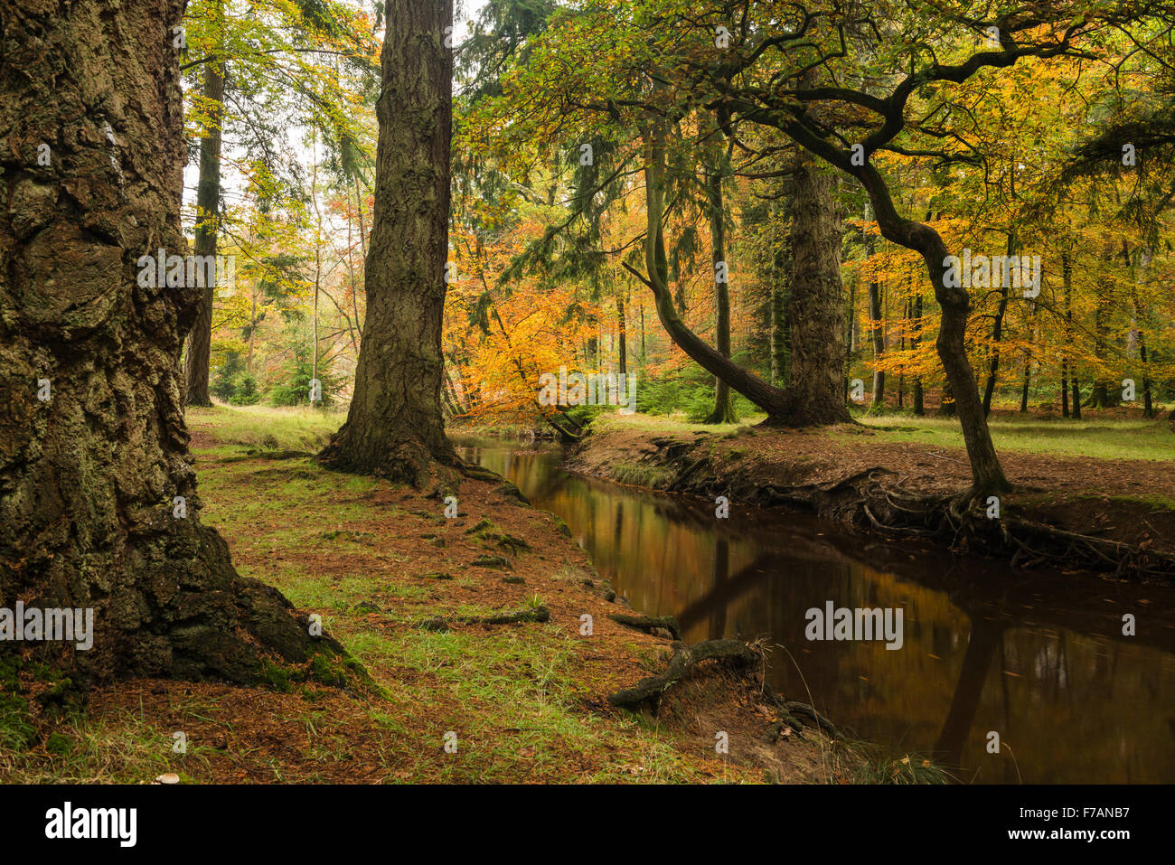 The river known as Blackwater flows through Rhinefield Ornamental Drive ...
