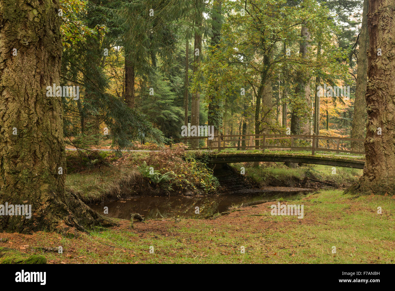 Blackwater River The New Forest High Resolution Stock Photography and ...