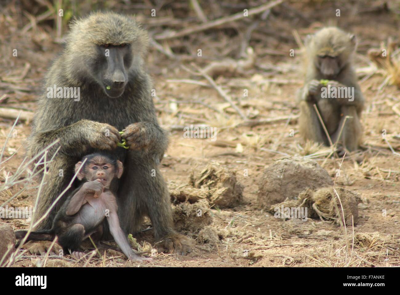 Safari animal family hi-res stock photography and images - Alamy