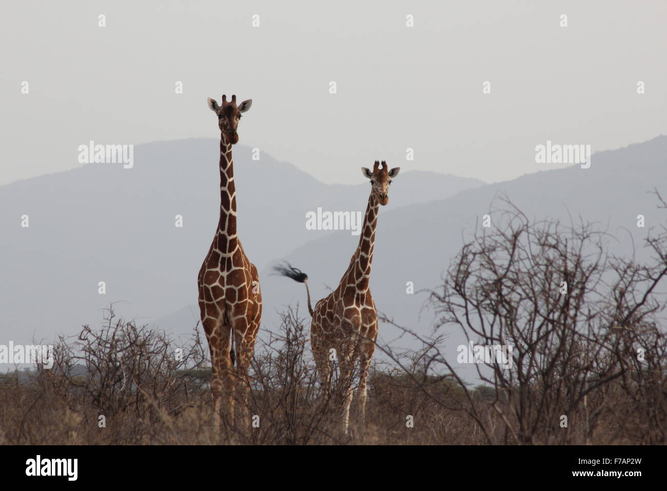 Girraffes hi-res stock photography and images - Alamy